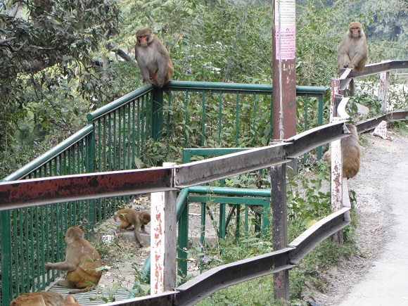 Jakhu Temple in Shimla India and the Monkeys | The Travel Info Blogger