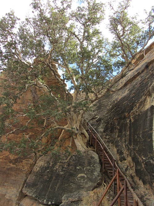 Mapungubwe National Park | The Travel Info Blogger